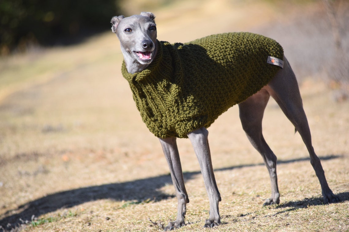 Italian Greyhound Sweater Olive Wool Italian Greyhound | Etsy