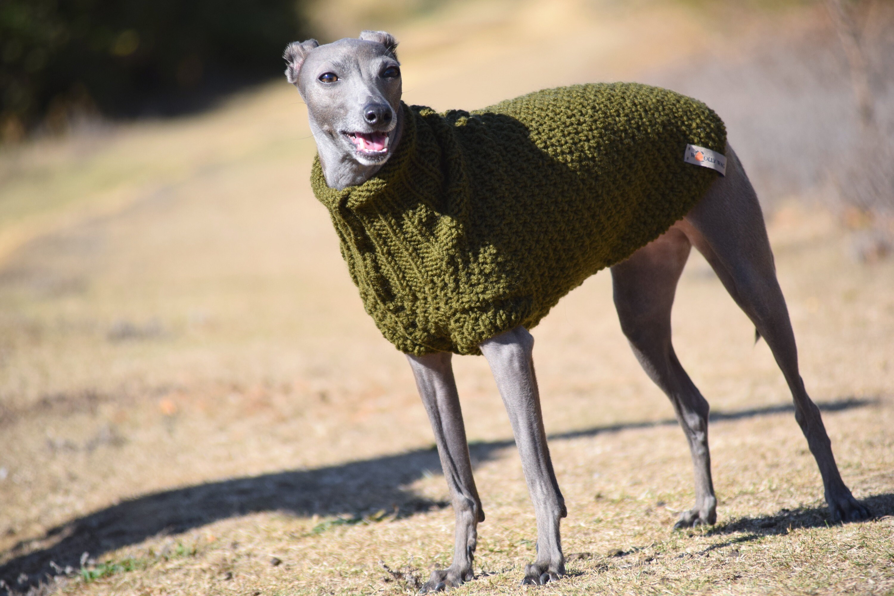 Italian Greyhound Sweater Olive Wool Italian Greyhound | Etsy