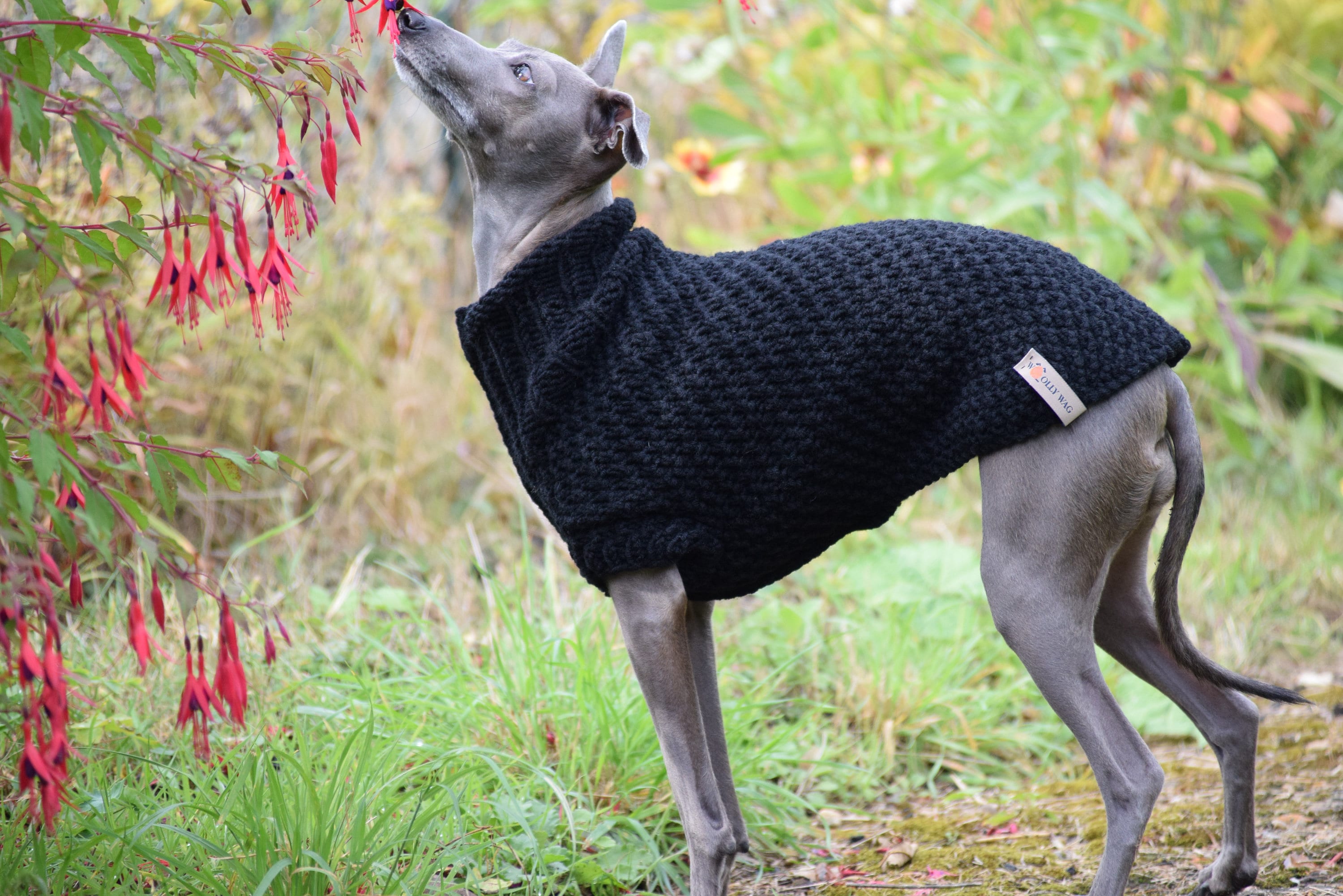 Italian Greyhound Wool Sweater Black Italian Greyhound - Etsy Ireland