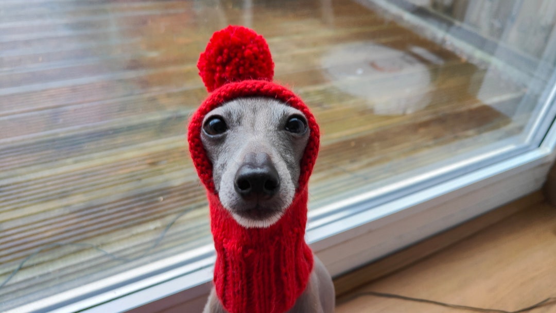 Italian Greyhound Hat With Pom-pom 100% Wool Dog Hat - Etsy