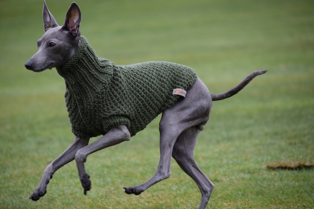 Hand Knitted Dark Olive Green Italian Greyhound Sweater - Etsy