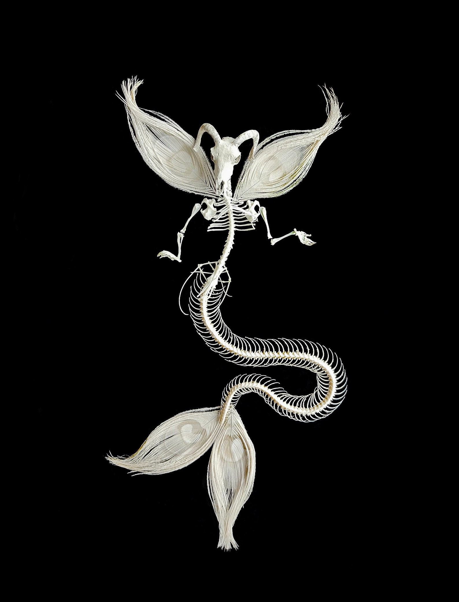 Siren Prints Queen of Skulls Mermaid Skeleton Photography - Etsy