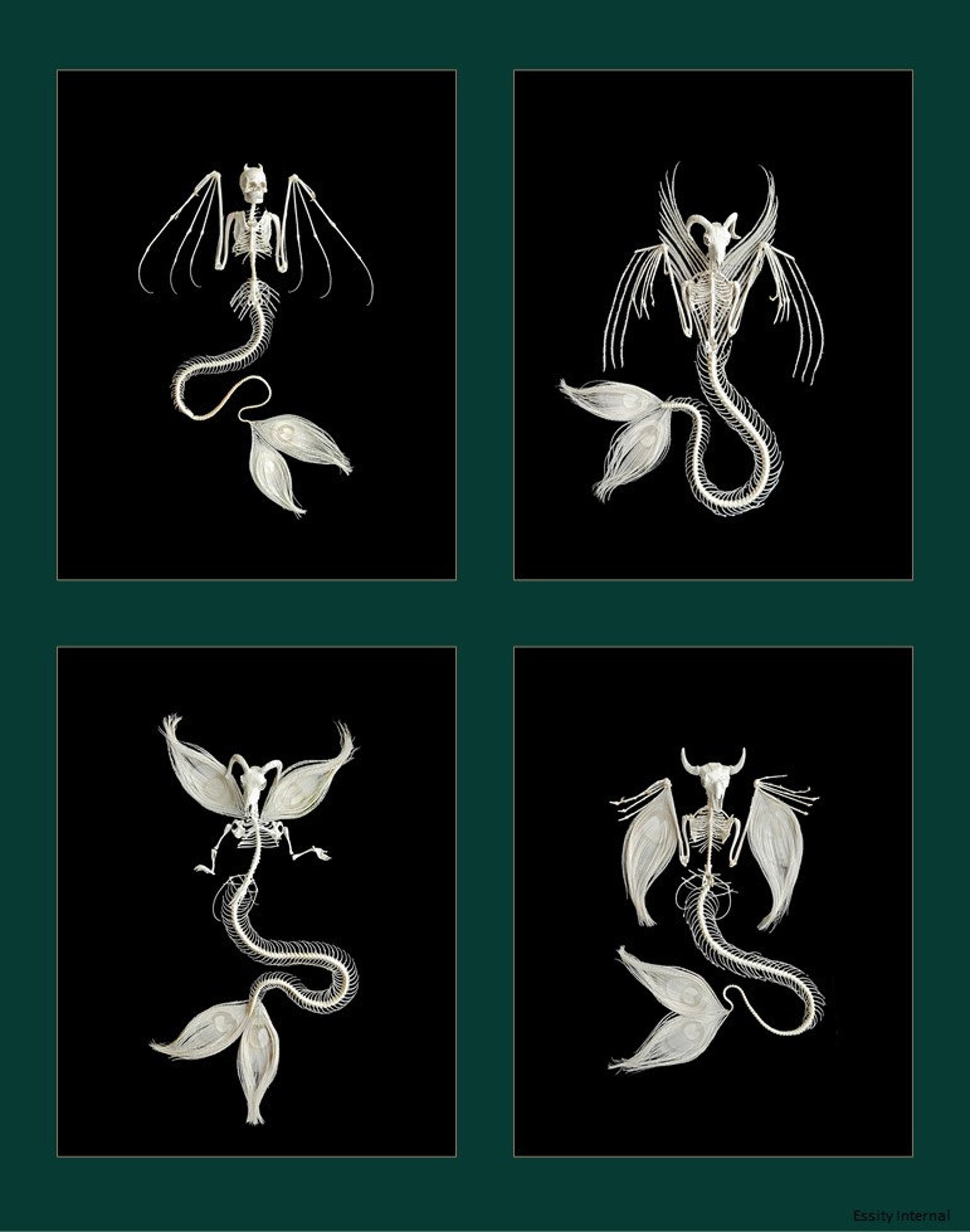 Siren Prints Queen of Skulls Mermaid Skeleton Photography | Etsy