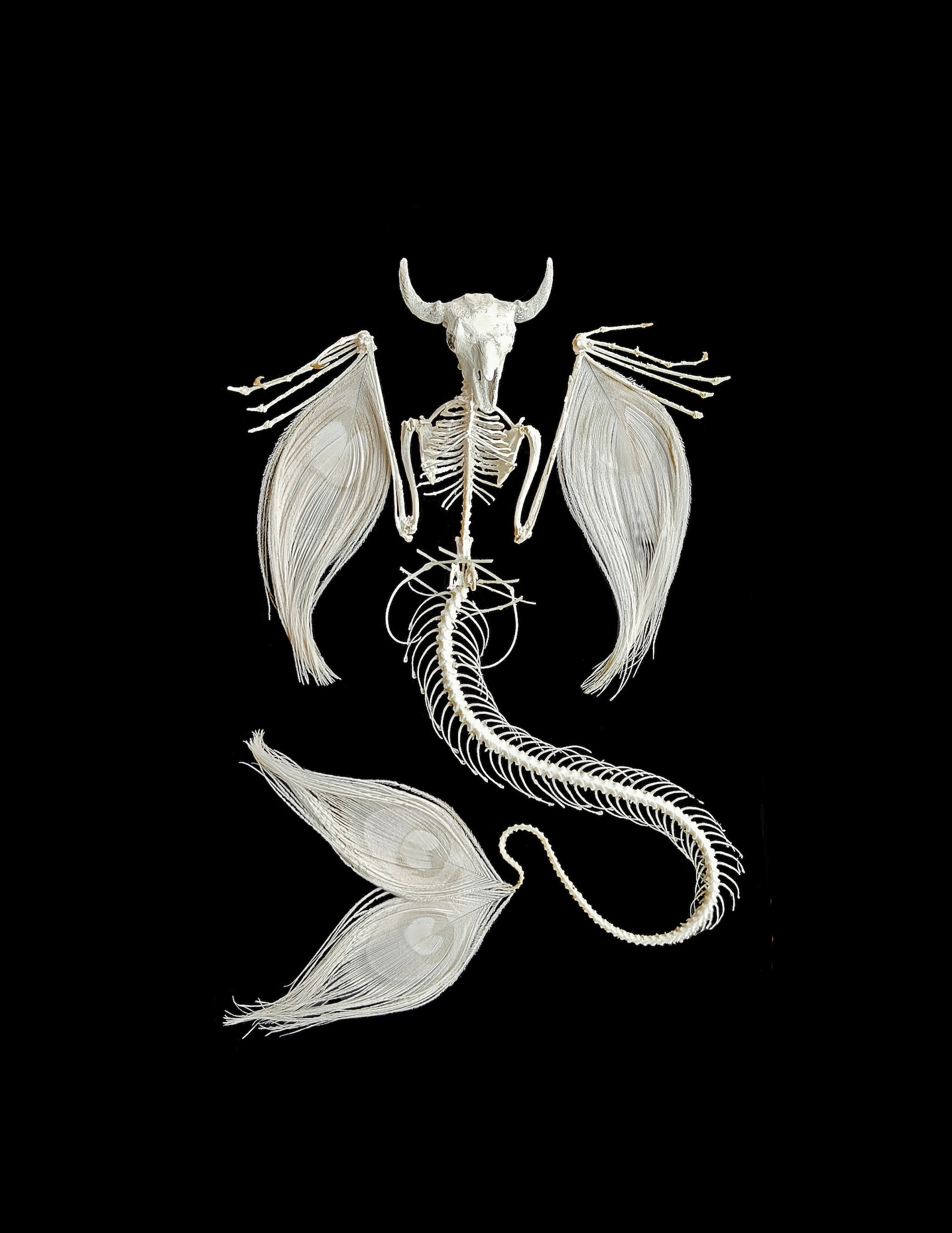 Siren Prints Queen of Skulls Mermaid Skeleton Photography - Etsy