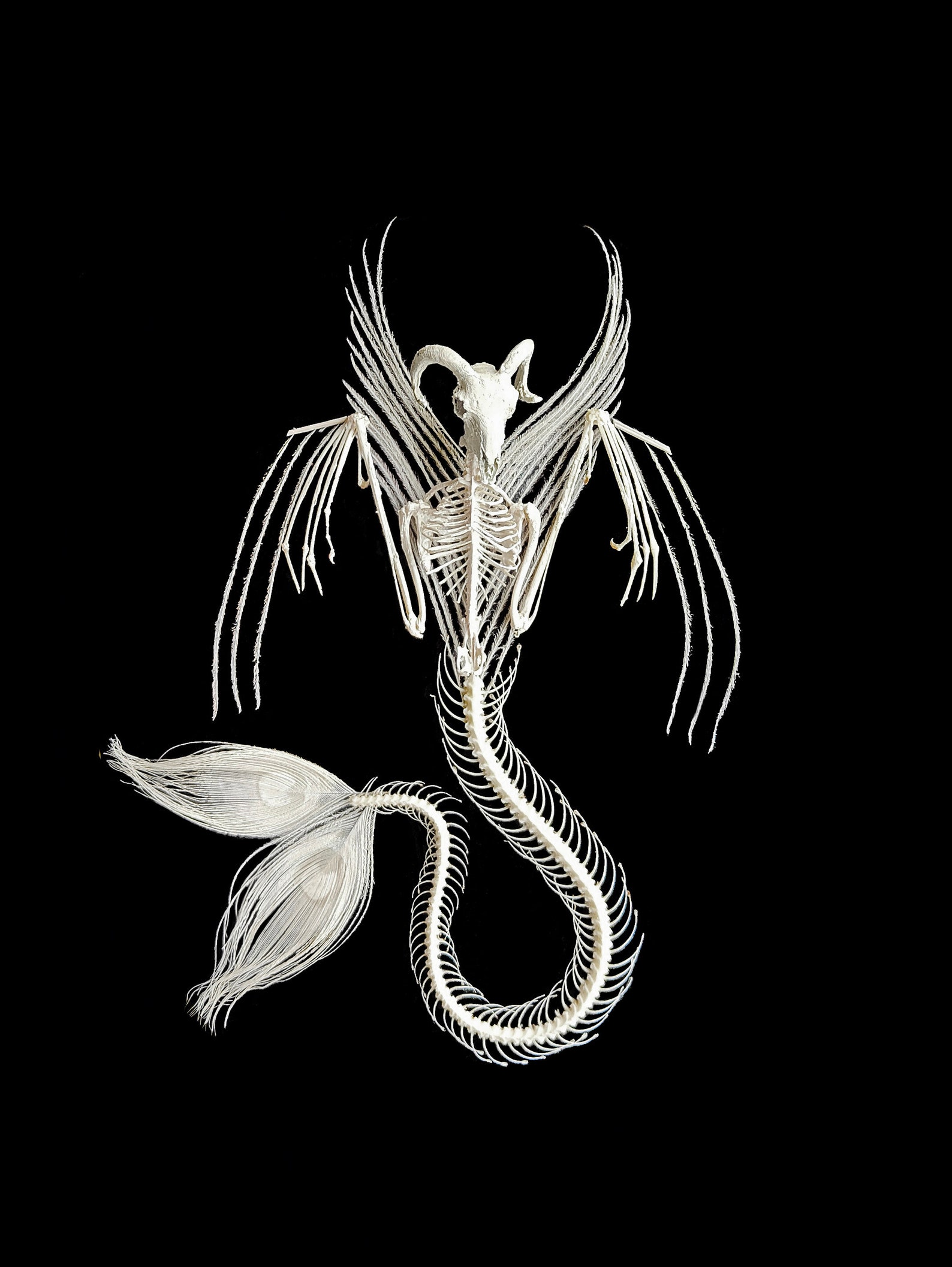 Siren Prints Queen of Skulls Mermaid Skeleton Photography - Etsy