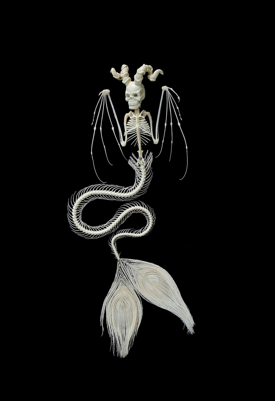 Siren Prints Queen of Skulls Mermaid Skeleton Photography - Etsy