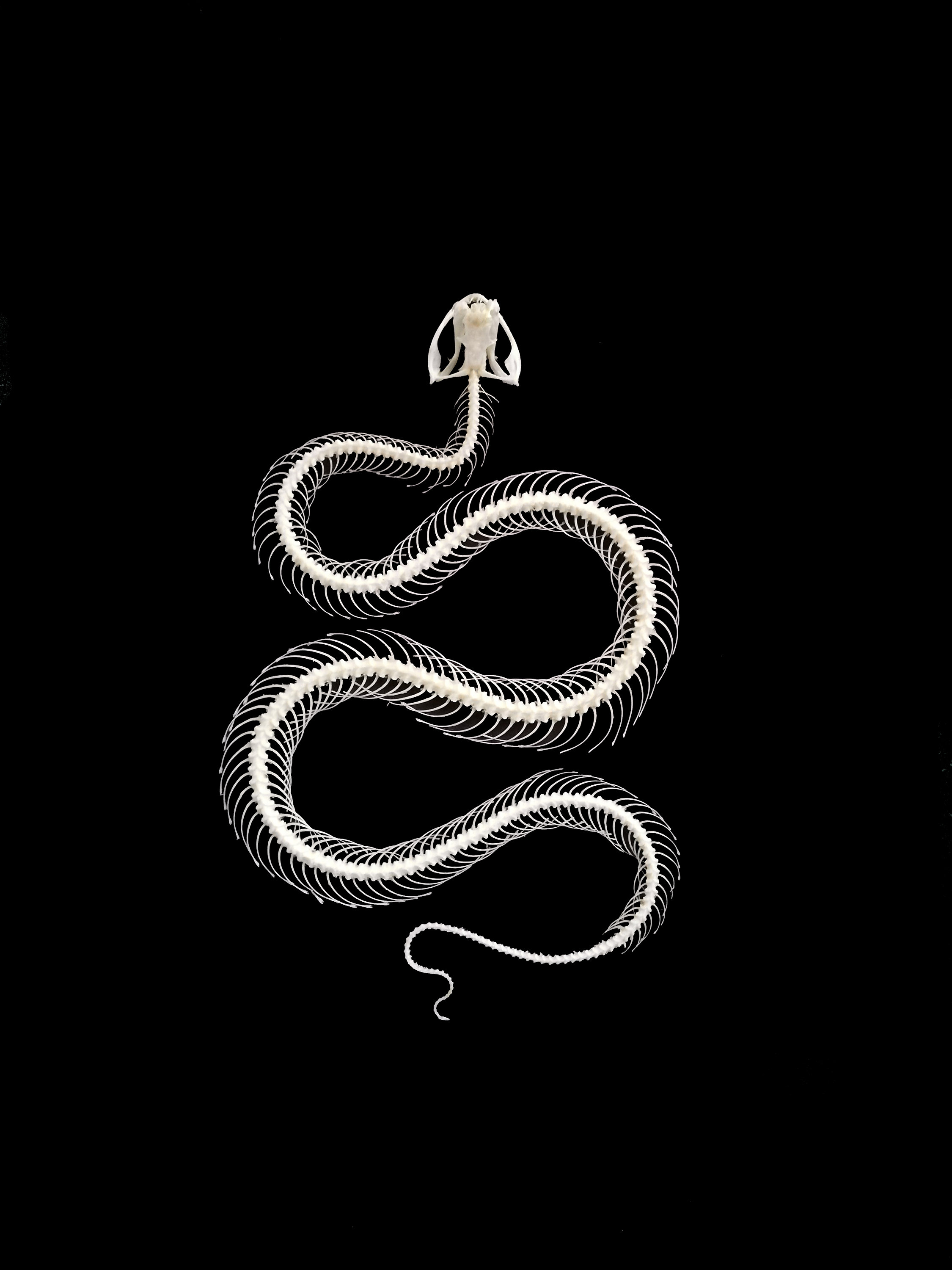 Snake Skeleton Art