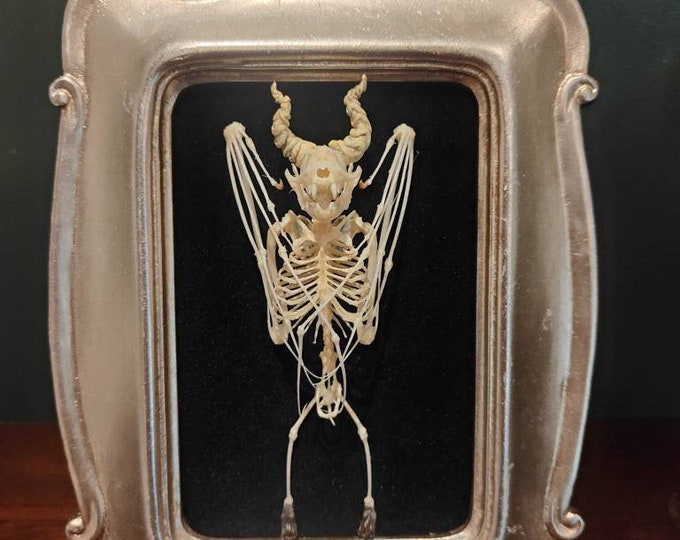 Demon Bat - Real Bone Bat Skeleton Wall Art - Unusual Skull Vintage ...