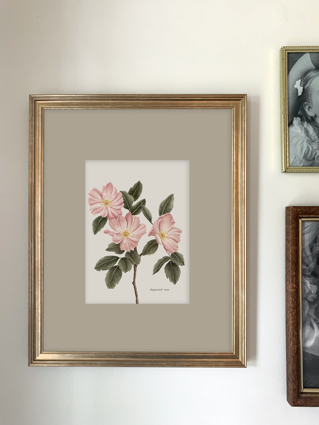 Dogwood Rose Art Print off White Background Botanical Painting Floral ...