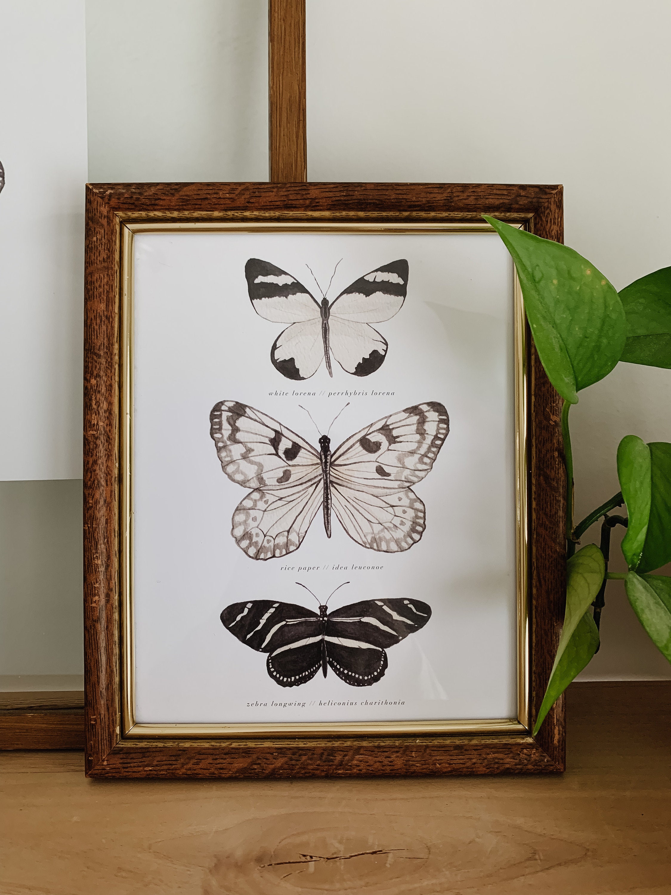Butterfly Art Print Scientific Illustration Black and - Etsy