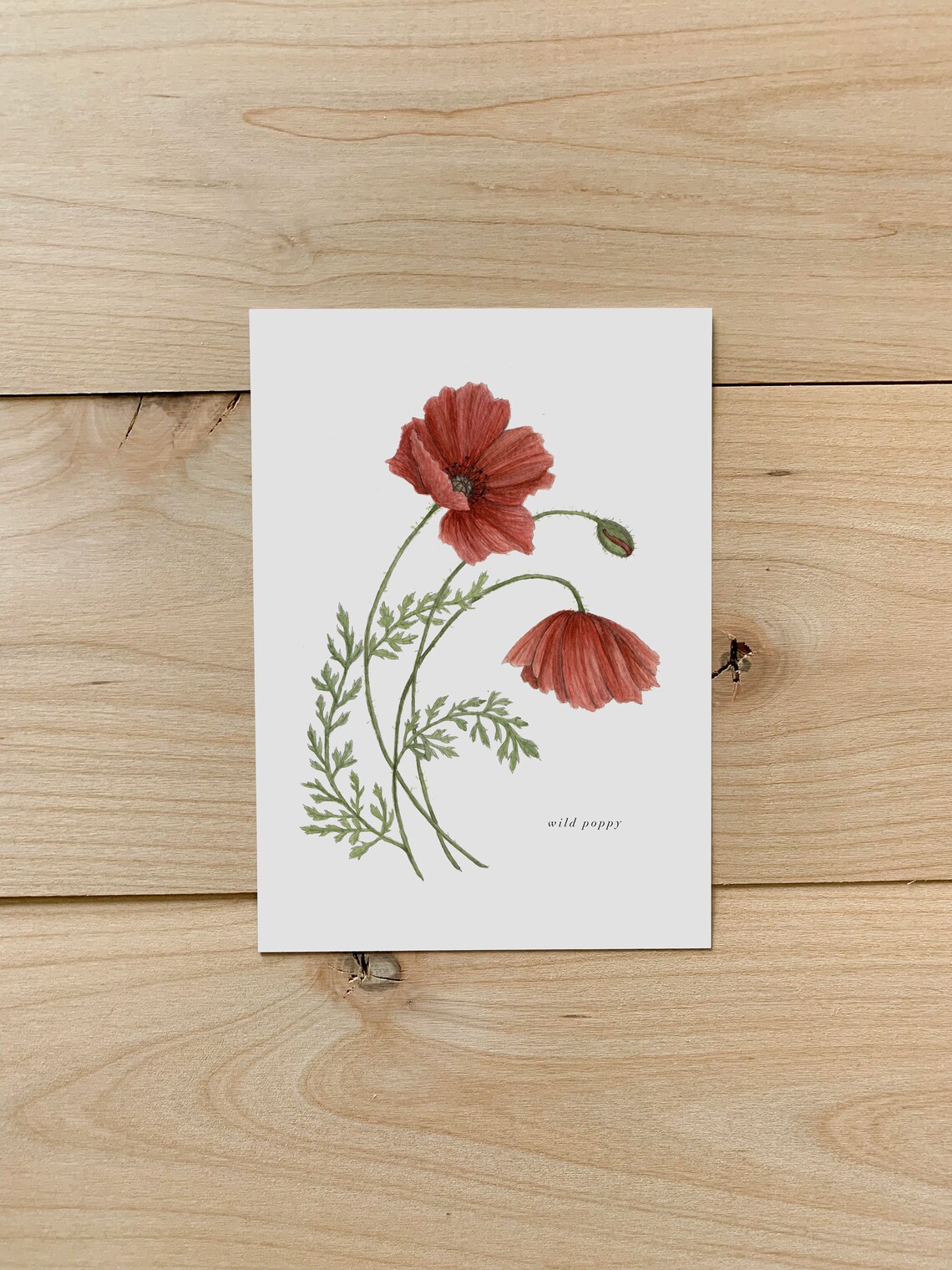 Wild Poppy Art Print Botanical Painting Floral - Etsy