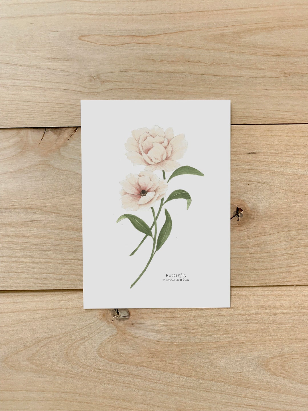 Butterfly Ranunculus Art Print Botanical Painting Floral - Etsy