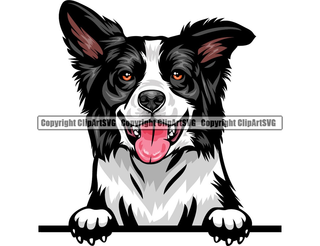 Border Collie Dog Peeking Peek-a-boo Breed Happy Face Puppy Animal Pet ...