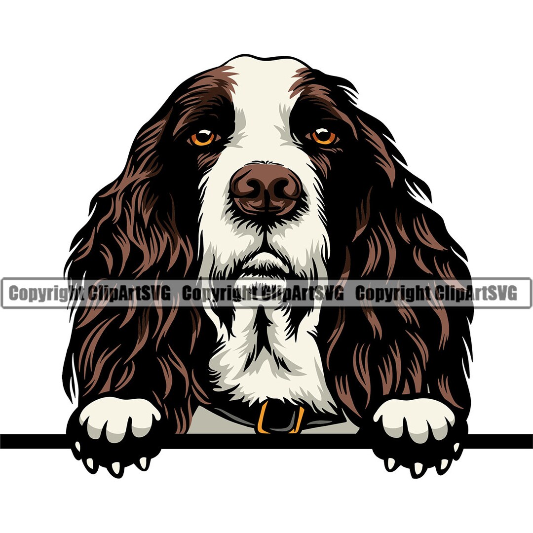 English Springer Spaniel Dog Peeking Peek-a-boo Breed Happy Puppy ...