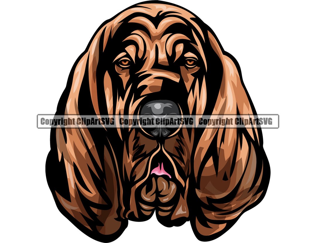Bloodhound Dog Breed Happy Face Puppy Animal Pet Pedigree Purebred ...