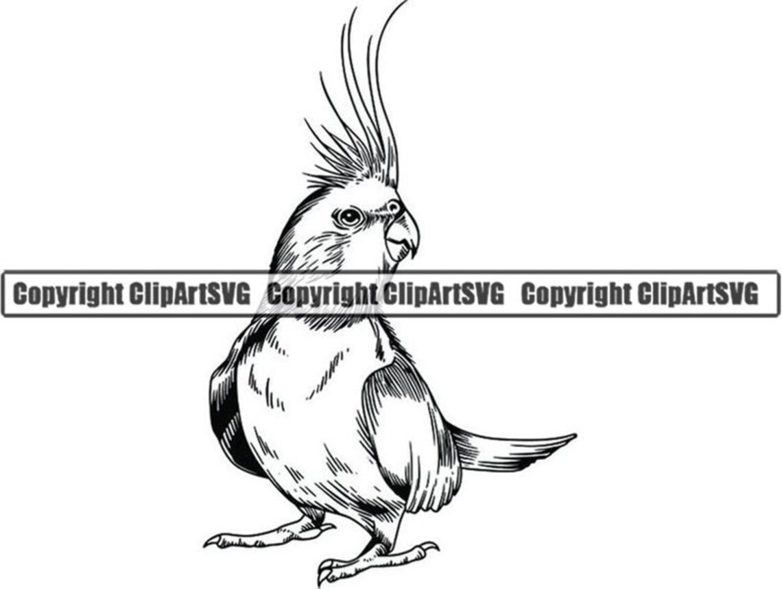 Cockatiel 1 Pet Bird Wildlife Parrot Topical Domestic Parrot | Etsy