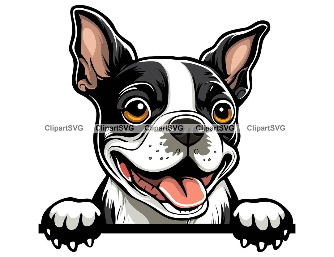 Boston Terrier Smiling Peeking Dog Cute Puppy Face Canine Breed Pet ...