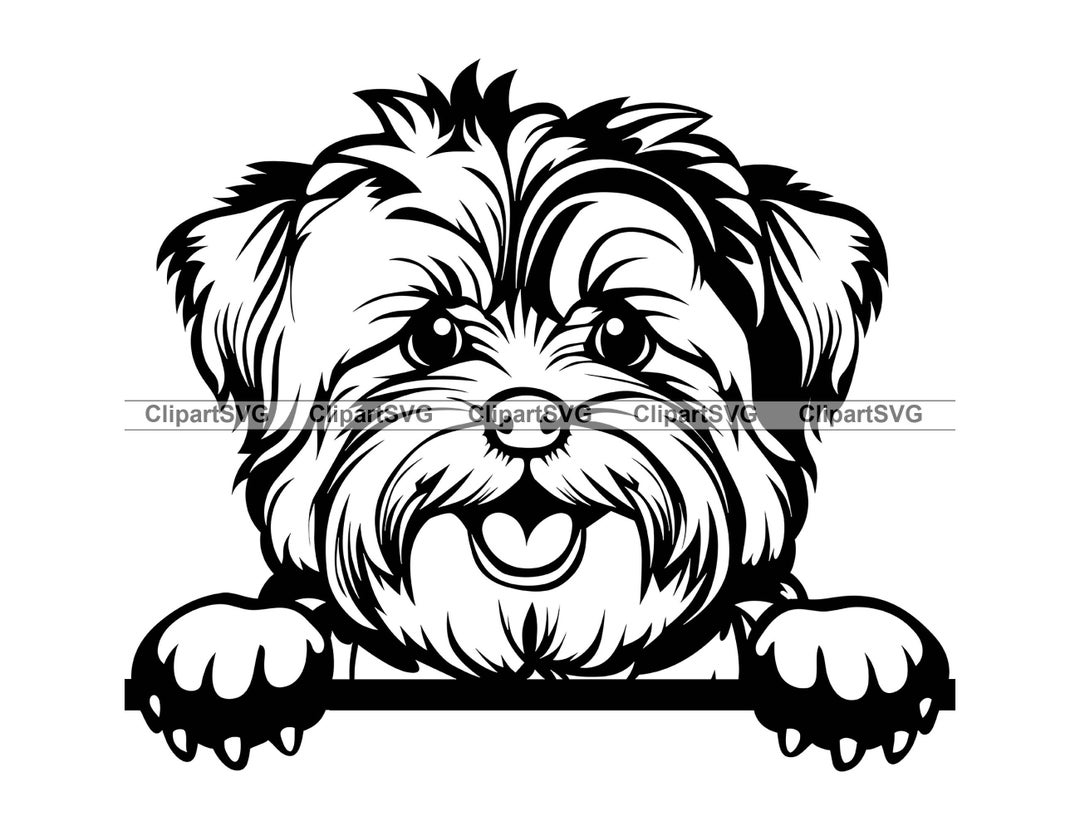 Morkie Smiling Peeking Dog Cute Puppy Face Canine Pet Maltese Yorkshire ...