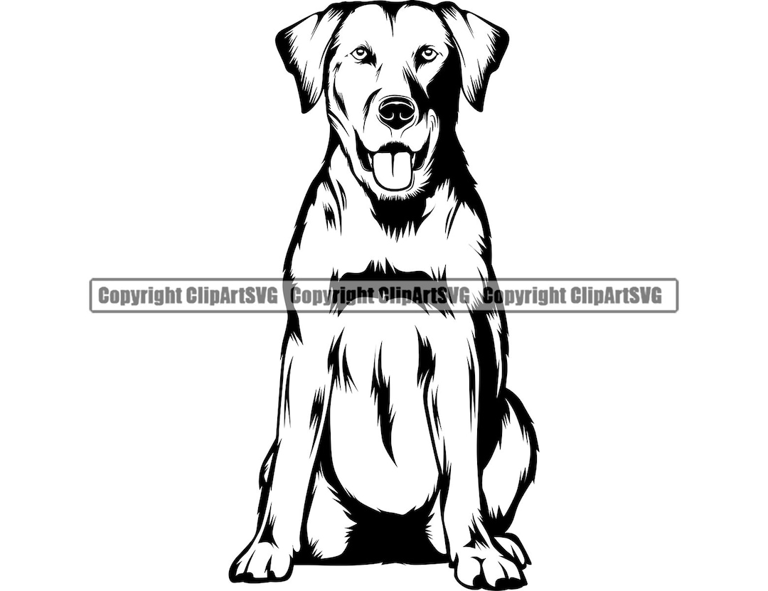 Labrador Dog Sit Sitting Breed Happy Puppy Pup Pet Purebred Pedigree ...