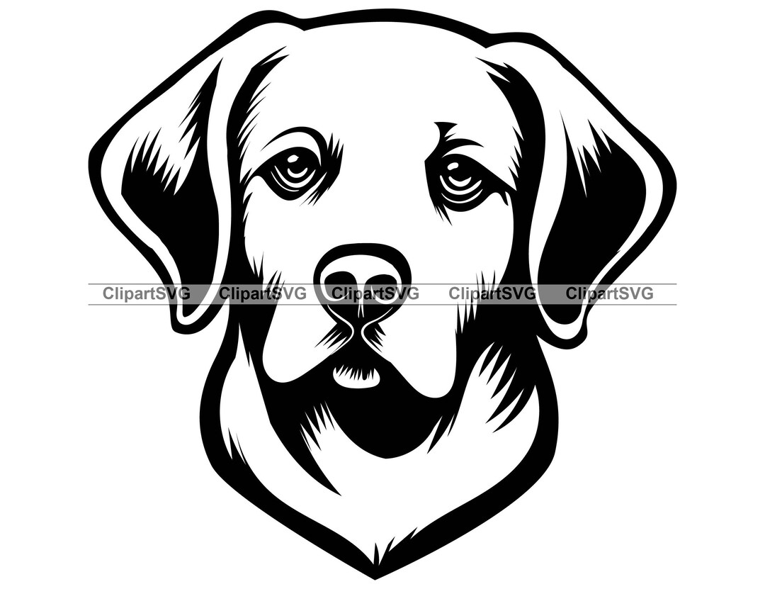Labrador Retriever Smiling Dog Puppy Face Canine Pet Breed Portrait ...