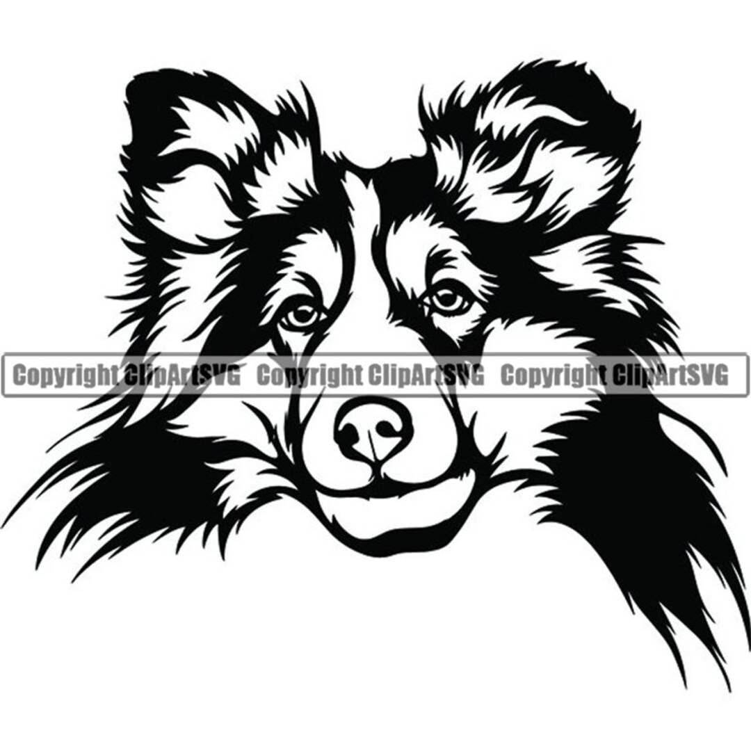 Shetland Sheepdog #23 Smiling Sheltie Puppy Dog Breed Pedigree K-9 ...