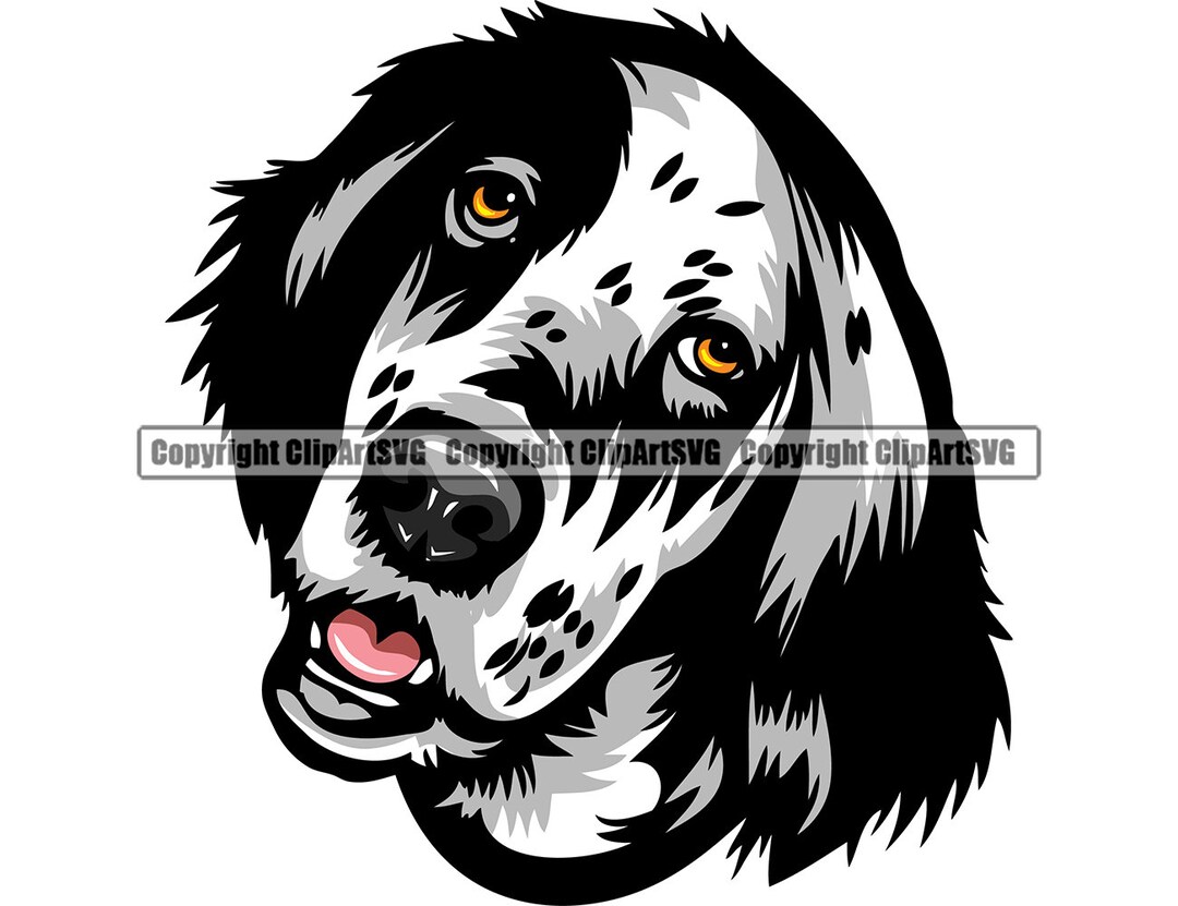 English Setter Dog Breed Face Head Puppy Animal Pet Hound Pedigree ...