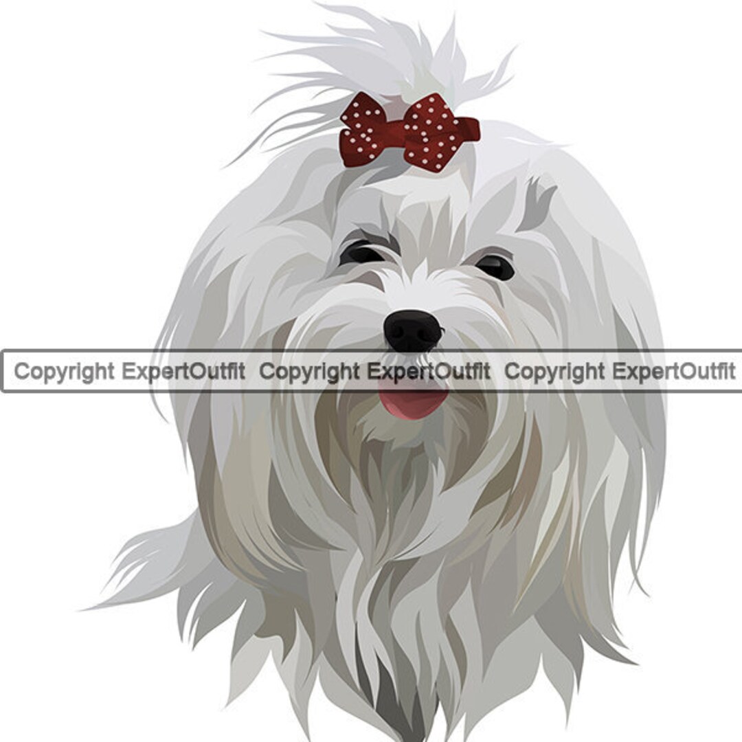 Maltese Dog Breed Smiling Puppy Animal Pet Happy Hound Pedigree ...