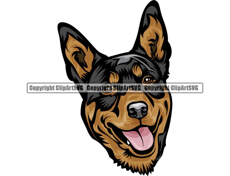 Australian Kelpie Dog Breed Happy Face Puppy Animal Pet Pedigree ...