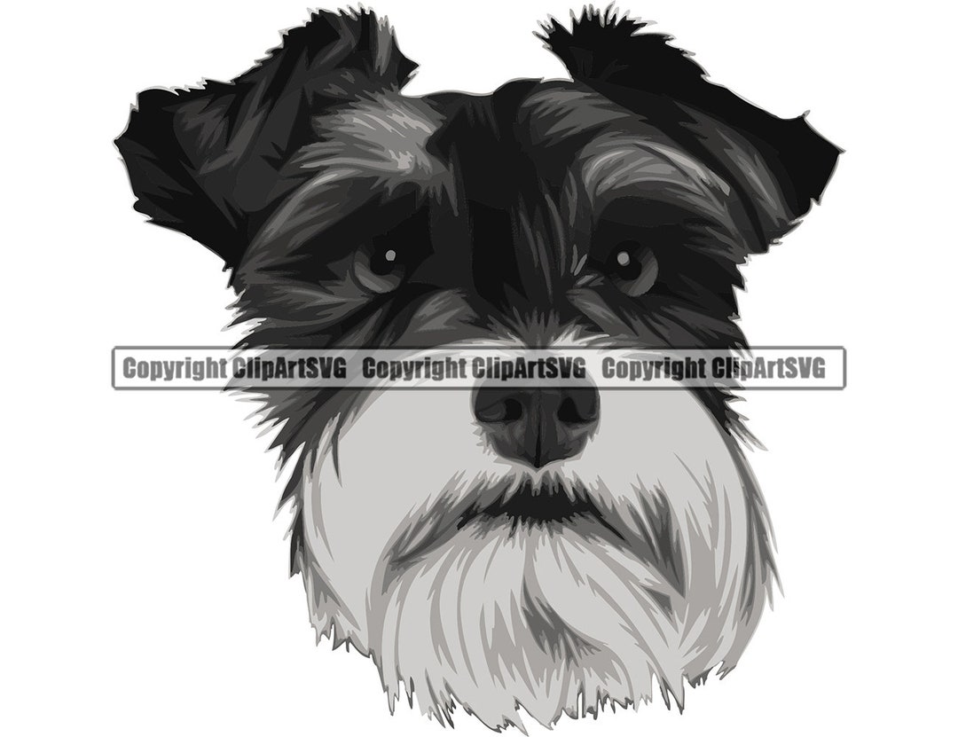 Schnauzer Dog Breed Head Face Puppy Animal Pet Happy Hound Pedigree ...