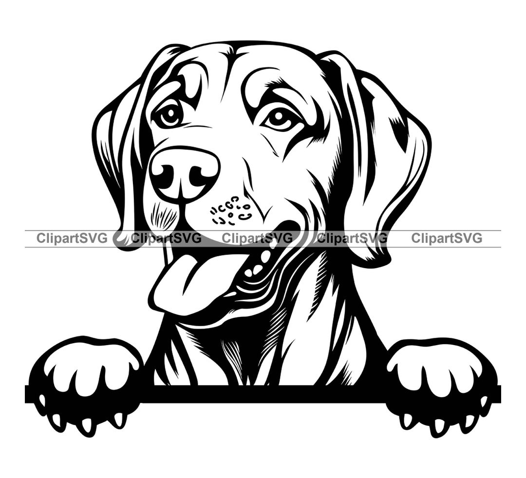 Rhodesian Ridgeback Peeking Dog Smiling Cute Puppy Face Canine Pet ...