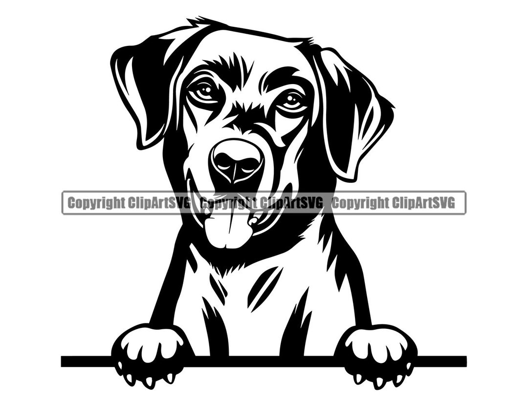 Labrador Dog Breed Peeking Peek-a-boo Puppy Pup Pet Purebred Pedigree ...