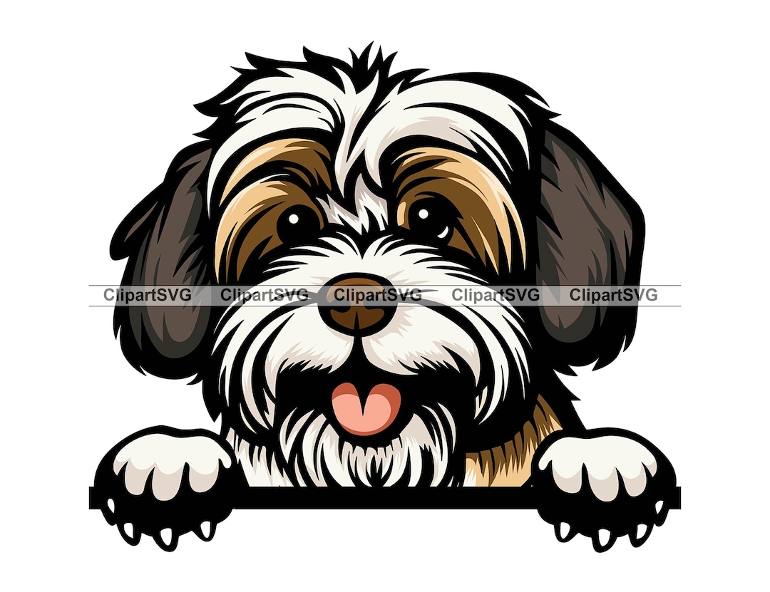 Lowchen Smiling Peeking Dog Cute Head Canine Pet Havanese Shih Tzu ...