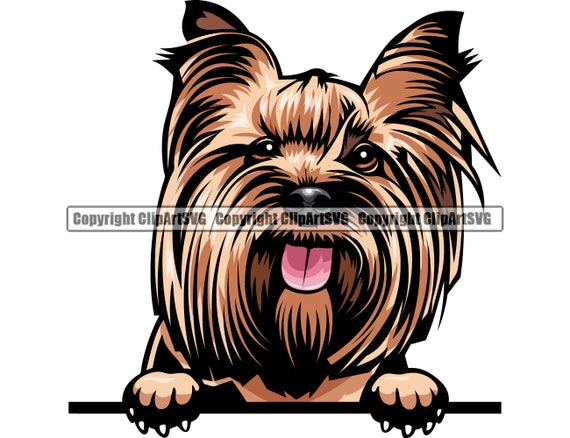 Races Mixtes Yorkshire Terrier Royal Canin Yorkshire Adult Pour Chien