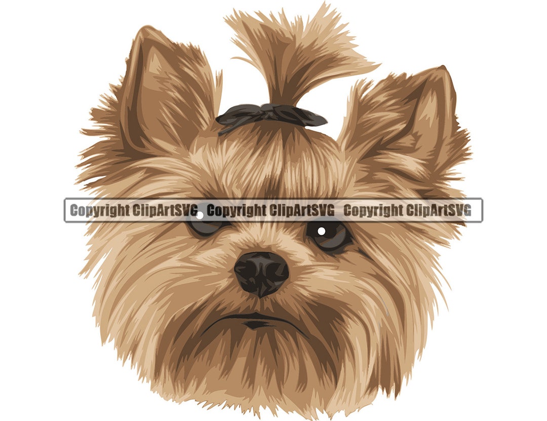 Yorkshire Terrier Yorkie Dog Breed Head Face Puppy Animal Pet Hound ...