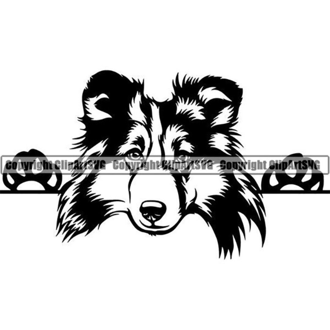 Shetland Sheepdog #24 Peeking Sheltie Puppy Dog Breed Pedigree K-9 ...
