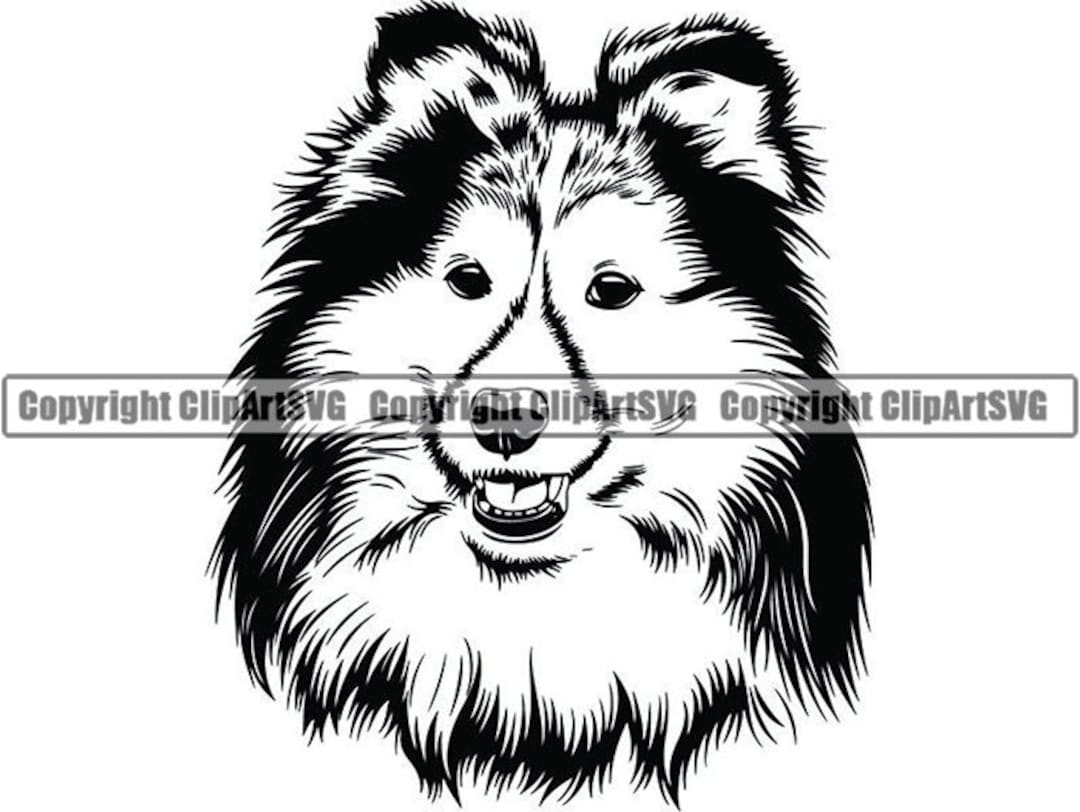 Shetland Sheepdog #15 Smiling Sheltie Puppy Dog Breed Pedigree K-9 ...