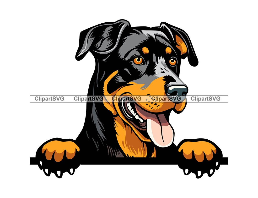 Beauceron Smiling Peeking Dog Head Cute Puppy Face Canine Pet Portrait ...