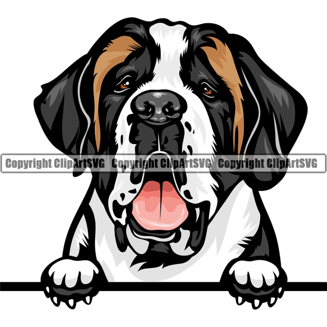 St Bernard Dog Breed Smiling Puppy Animal Pet Happy Pedigree Purebred ...