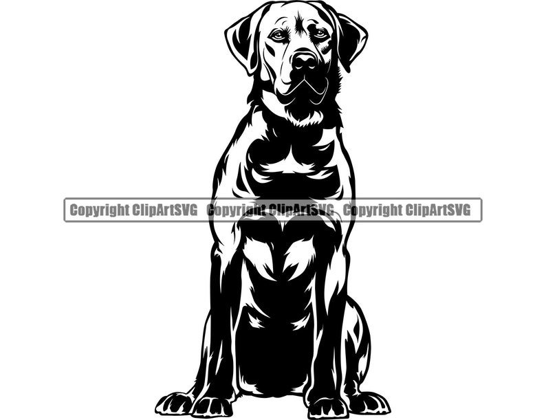 Labrador Retriever Dog Sit Sitting Breed Happy Puppy Pup Pet Purebred ...
