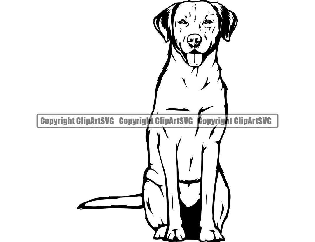 Labrador Dog Sit Sitting Breed Happy Puppy Pup Pet Purebred Pedigree ...