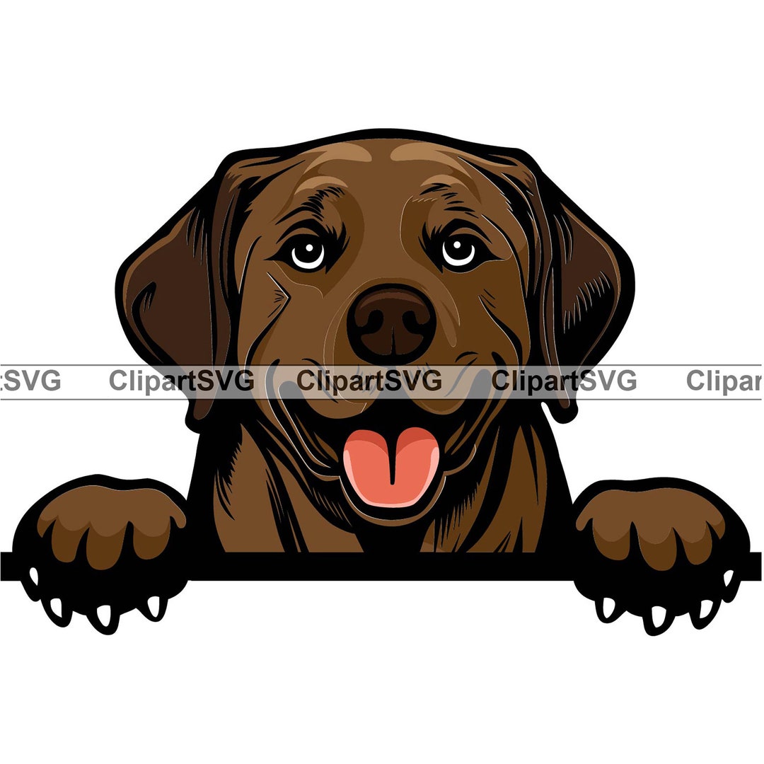 Brown Labrador Retriever Smiling Peeking Dog Puppy Face Canine Pet ...