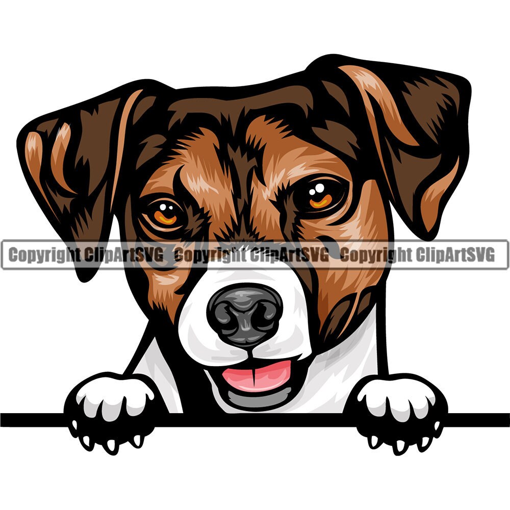 Jack Russell Terrier Dog Breed Face Happy Puppy Animal Pet Hound ...