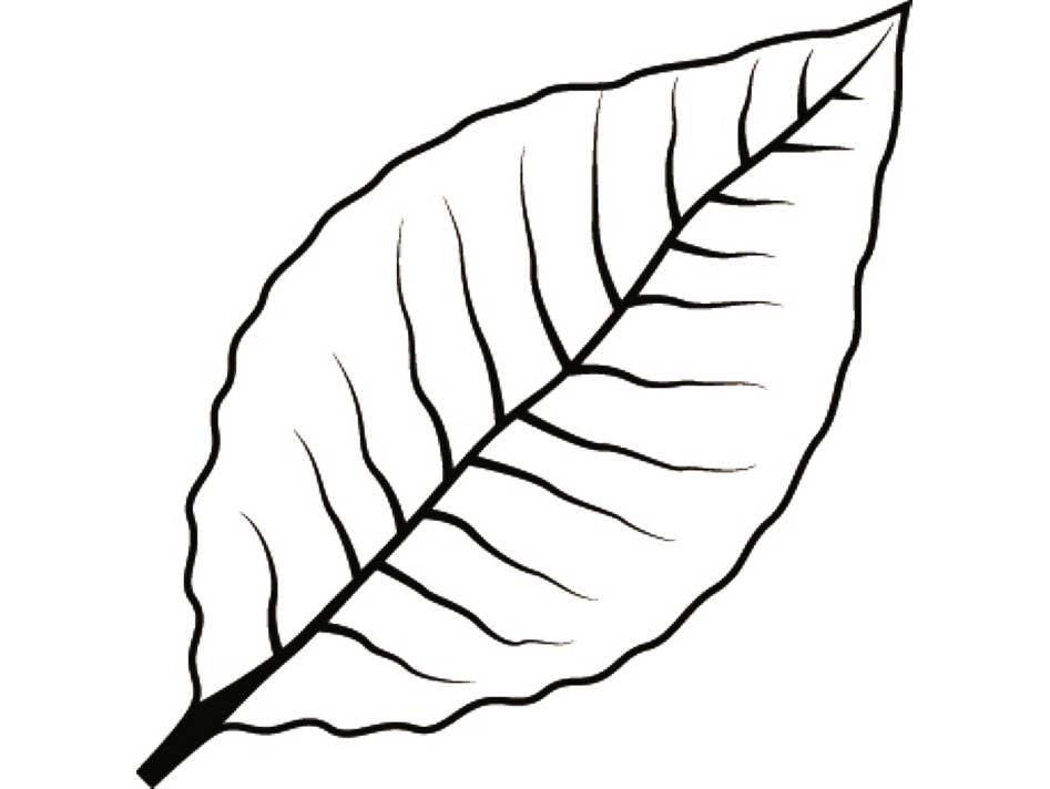 Tobacco Leaf Coloring Page Sketch Coloring Page