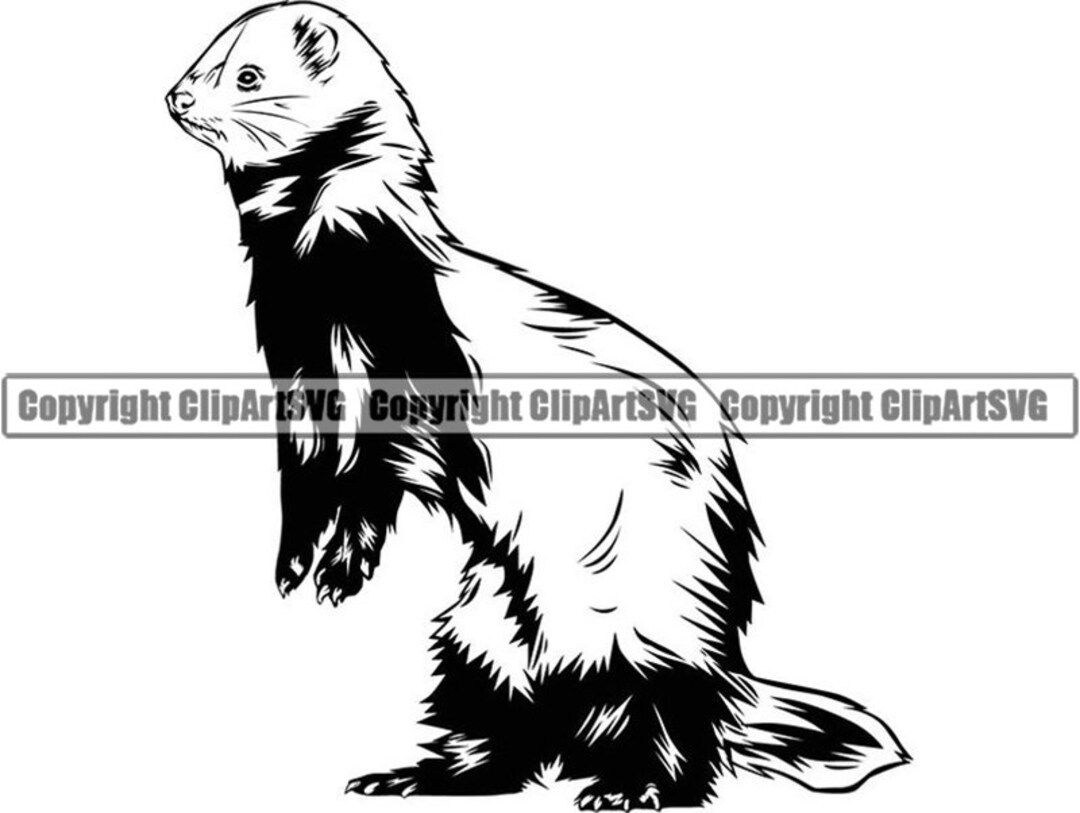 Ferret #3 Pet Polecat Rodent Design Cute Fluffy Cage Domestic Mammal ...