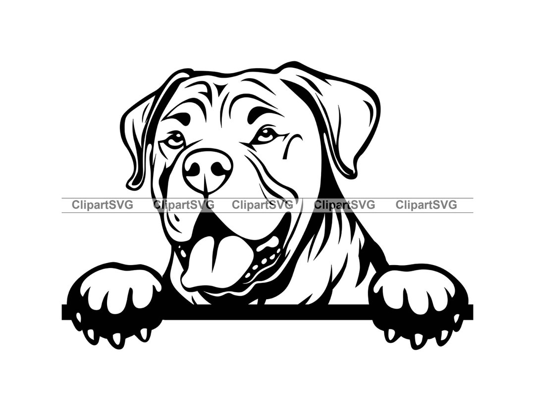 Cane Corso Smiling Peeking Dog Head Cute Puppy Face Canine Pet Portrait ...