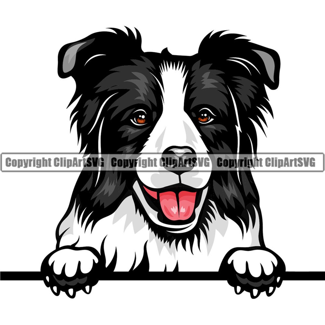 Border Collie Dog Peeking Peek-a-boo Breed Happy Face Puppy Animal Pet ...