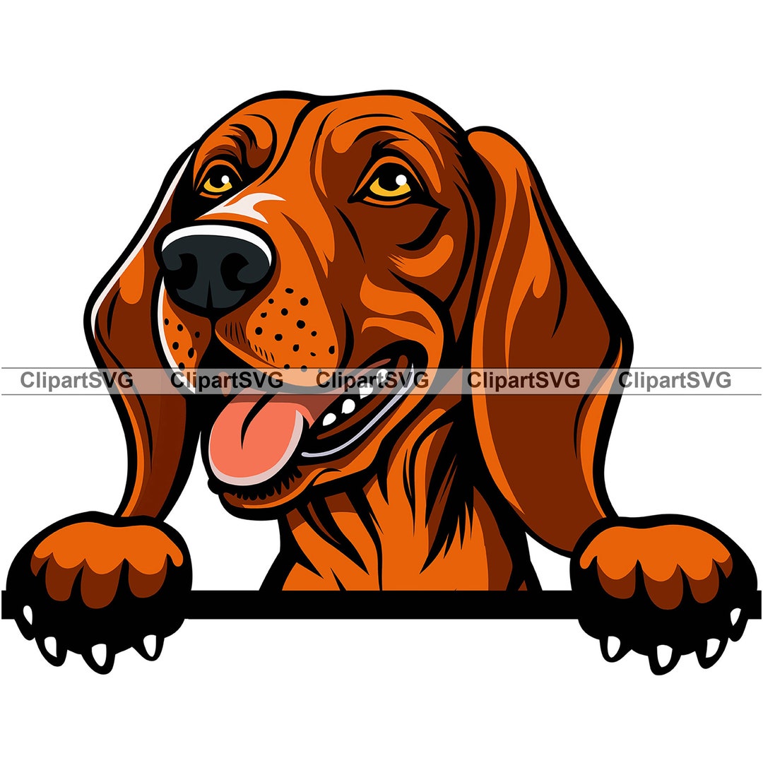 Redbone Coonhound Peeking Dog Smiling Cute Puppy Happy Head Canine Pet ...