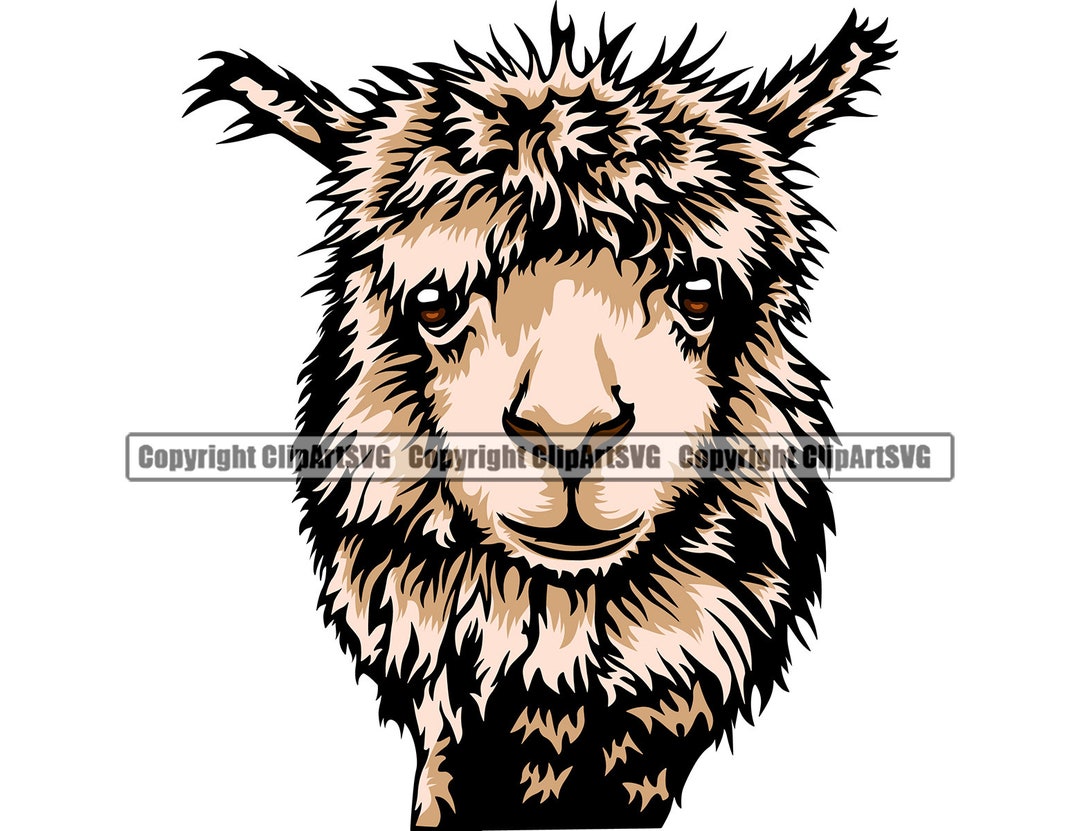 Alpaca Llama Head Face Domestic Animal Cattle Breed Breeder Farm Meat ...