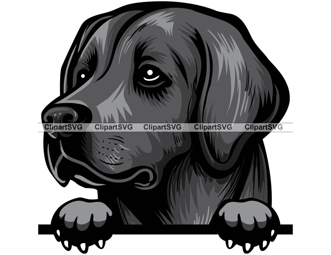 Black Labrador Retriever Smiling Peeking Dog Puppy Face Canine Pet ...