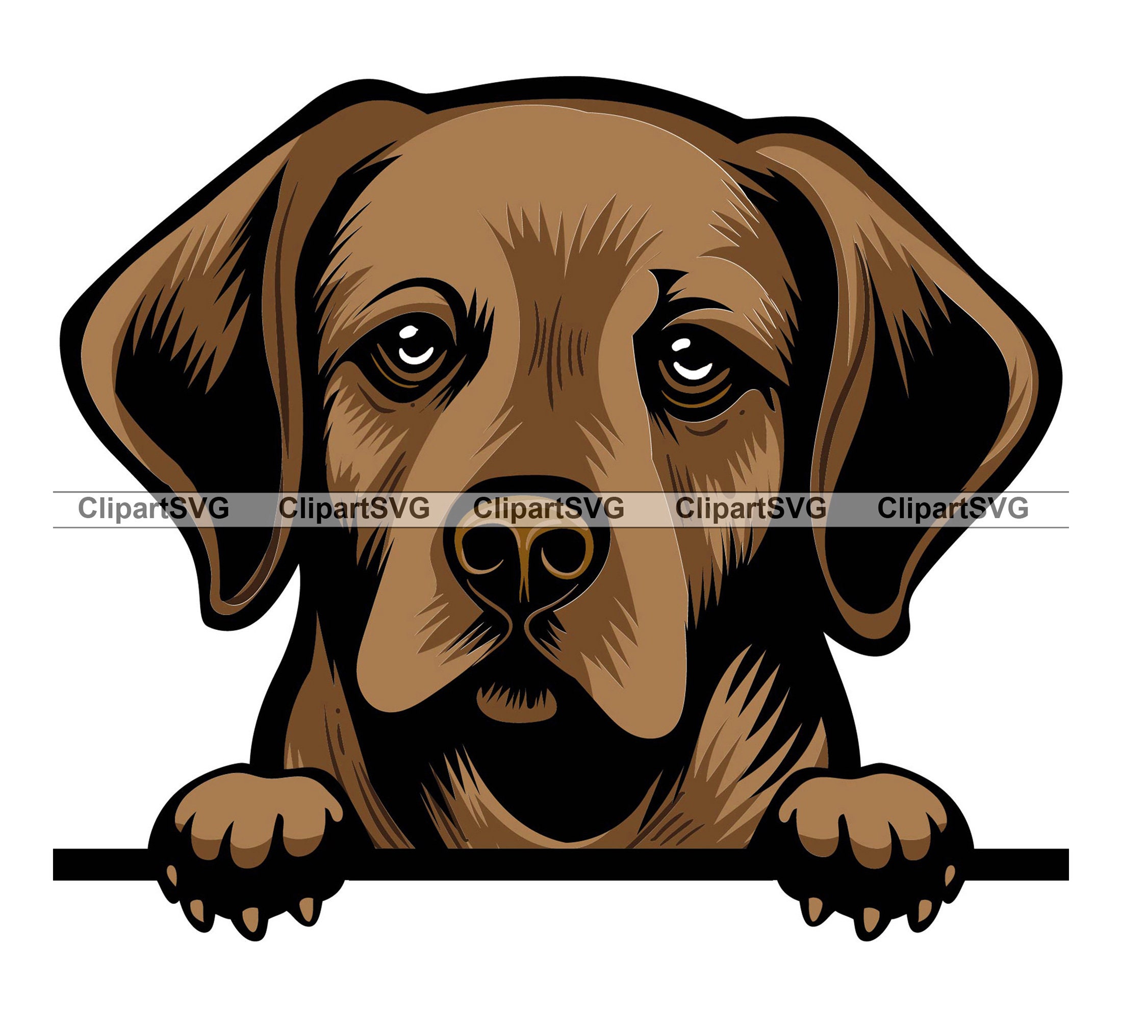 Brown Labrador Retriever Smiling Peeking Dog Puppy Face Canine Pet ...
